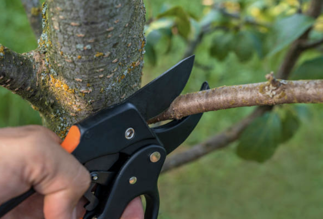 Types of Tree Pruning - OR Tree Trimming